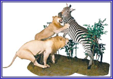 Telesky Taxidermist Ltd